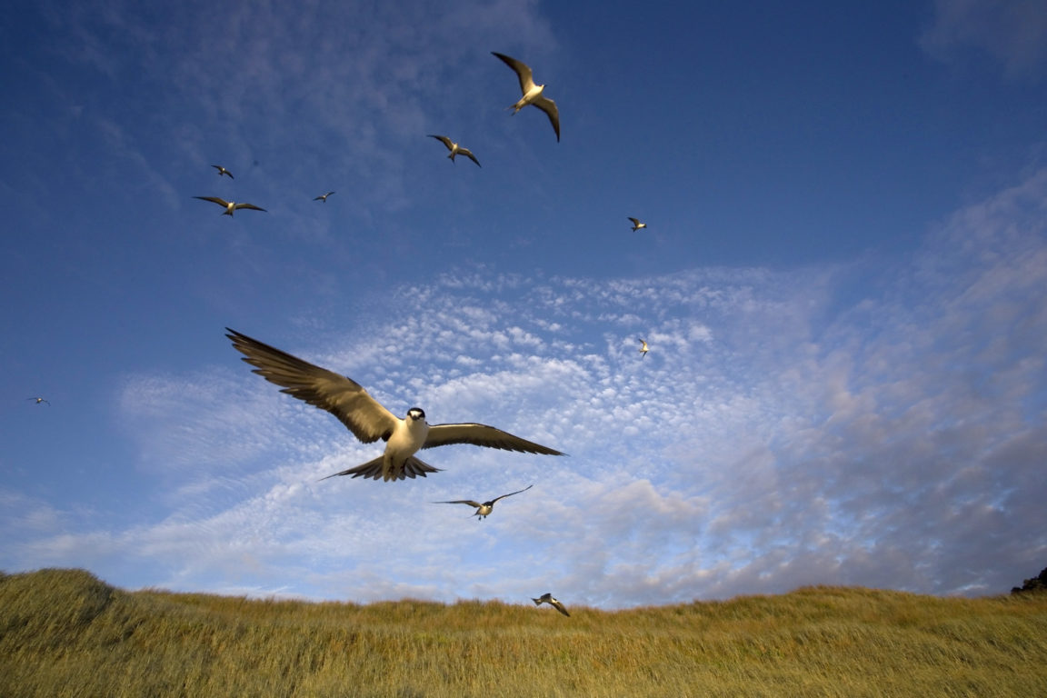 Bird Watching | Pinetrees Lodge | Lord Howe Island